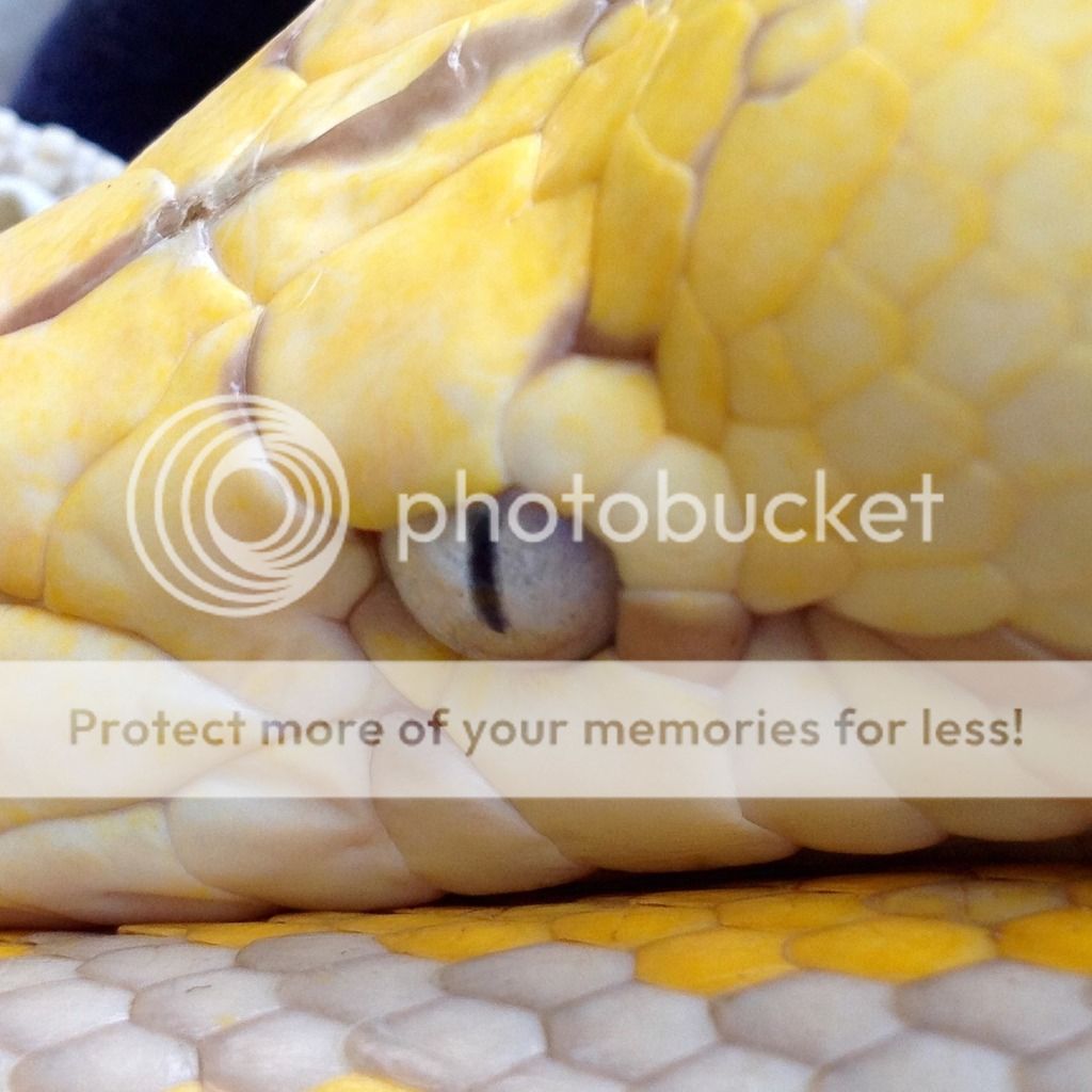 2012 Female Albino Goldenchild and Ivory Female Retics | Reptile Forums