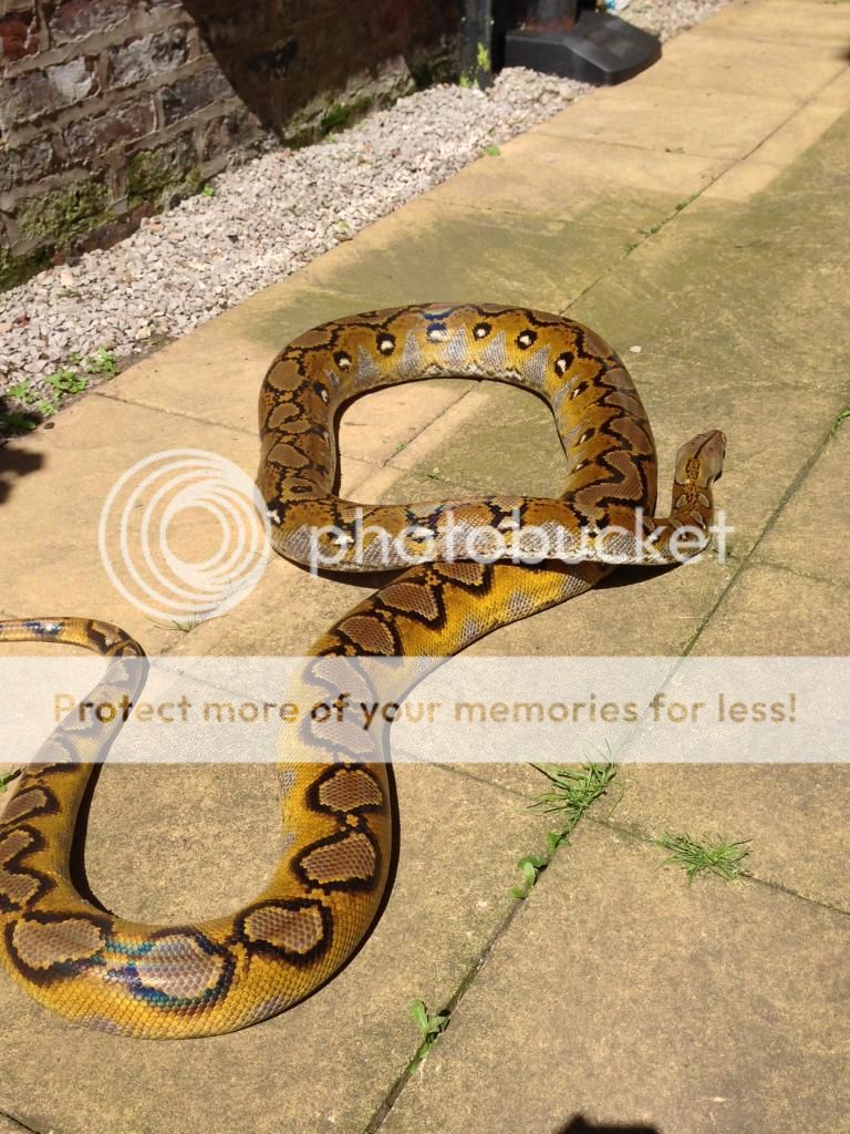 NW England - Adult Male Sunfire retic | Reptile Forums