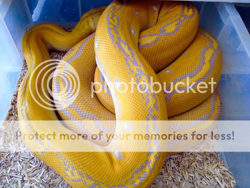 2012 Female Albino Goldenchild and Ivory Female Retics | Reptile Forums