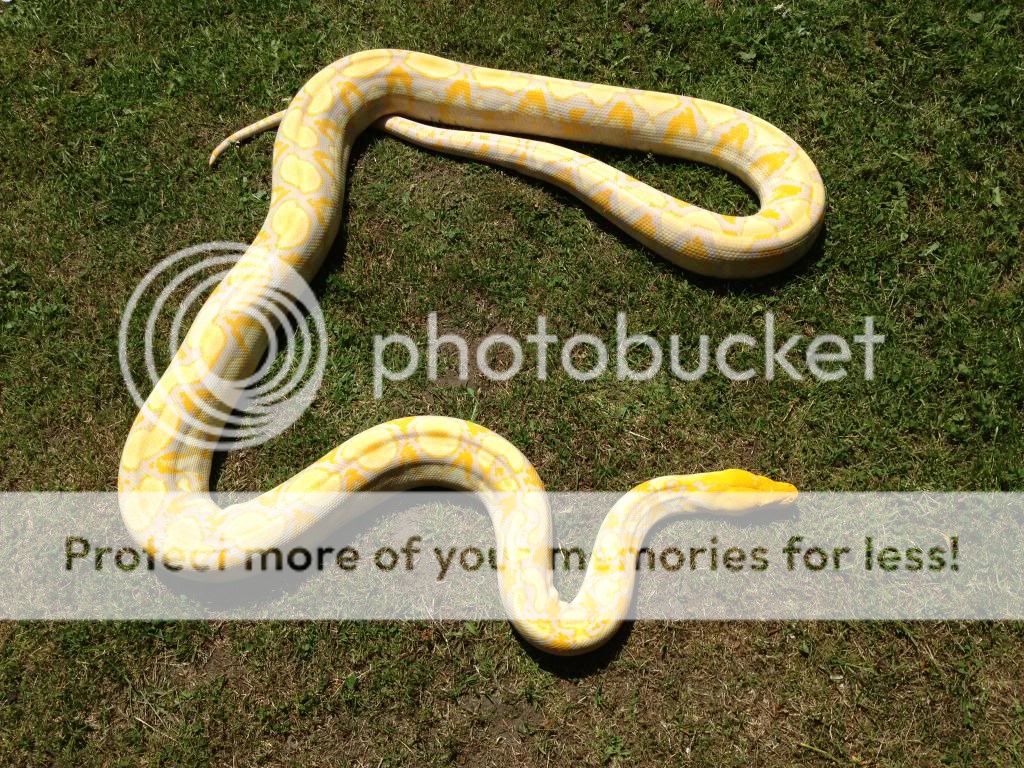 NW England - 2010 14ft+ Female Albino Lav Retic | Page 2 | Reptile Forums