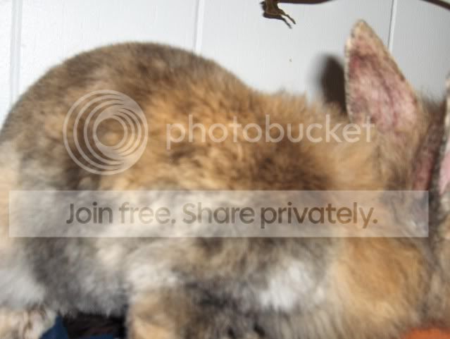 Lionhead Rex Mix? | Rabbits Online Pet Rabbit & Bunny Forum