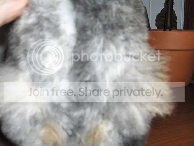 Lionhead Rex Mix? | Rabbits Online Pet Rabbit & Bunny Forum