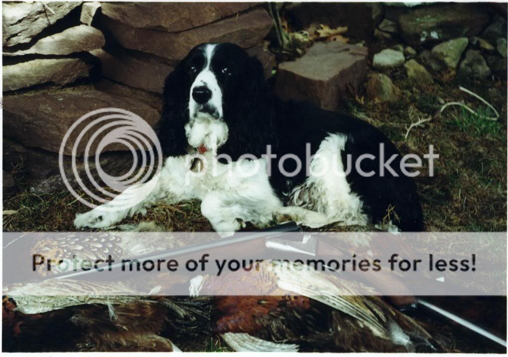 Best Hunting Partner I Ever Had. forever in my heart.... | Trapshooters ...