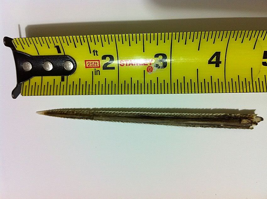 Stingray Barb ~ Up Close | 2 Cool Fishing Forum