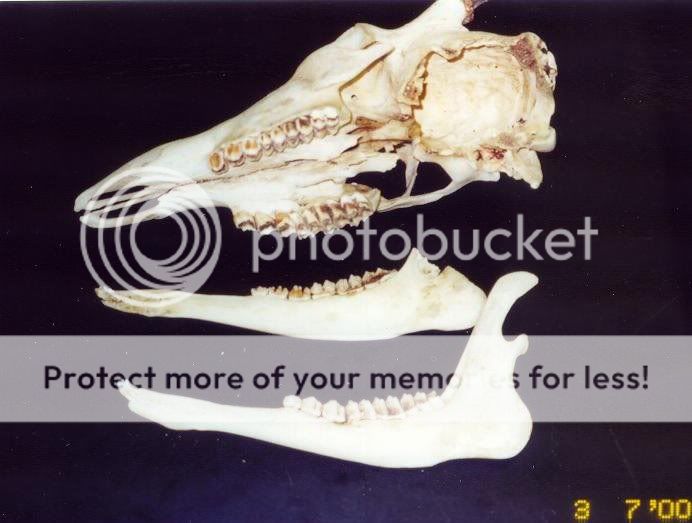 Deer Head Necropsy - Graphic - PIX | New Jersey Hunters