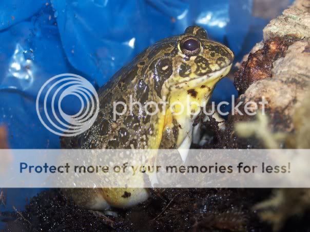 W Midlands - African dwarf bullfrog for sale | Reptile Forums