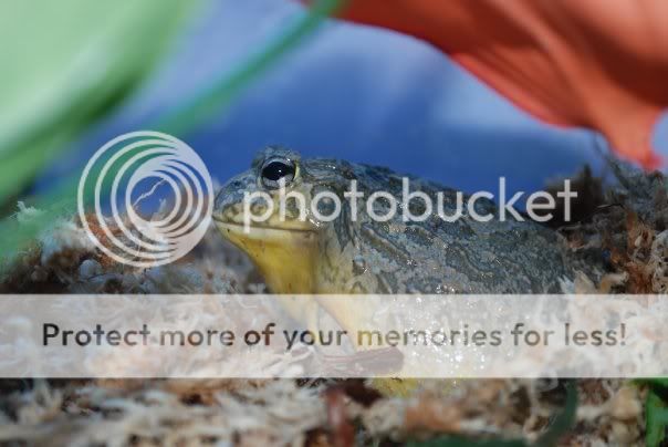 W Midlands - African dwarf bullfrog for sale | Reptile Forums